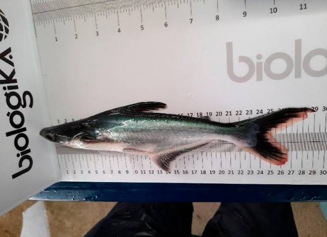 El pez basa es otra especie igual de invasora que los hipopótamos: se ...