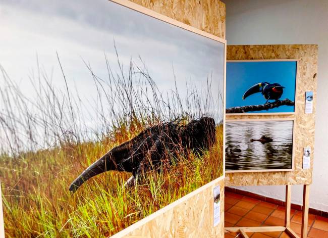 La Orinoquía se podrá ver desde Medellín en las fotos de Federico Ríos