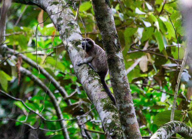 Los “monos” que resguardan la riqueza de Río Claro en Antioquia