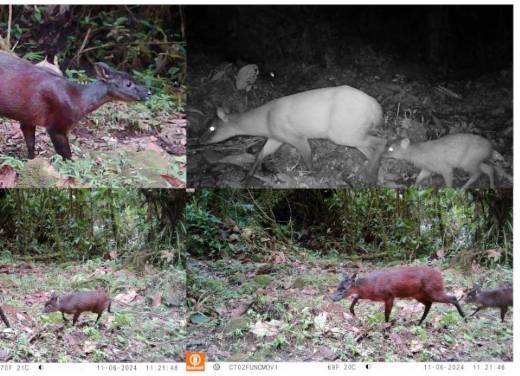Identifican nuevo género de venado en Colombia: así es el Andinocervus ...