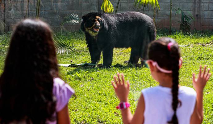 Oso de anteojos estrena hábitat en Parque de Conservación de Medellín