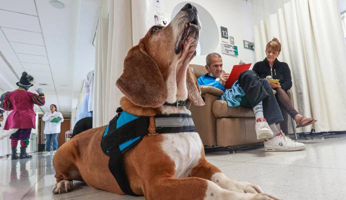 Perros terapéuticos: el impacto de las mascotas en la recuperación de ...