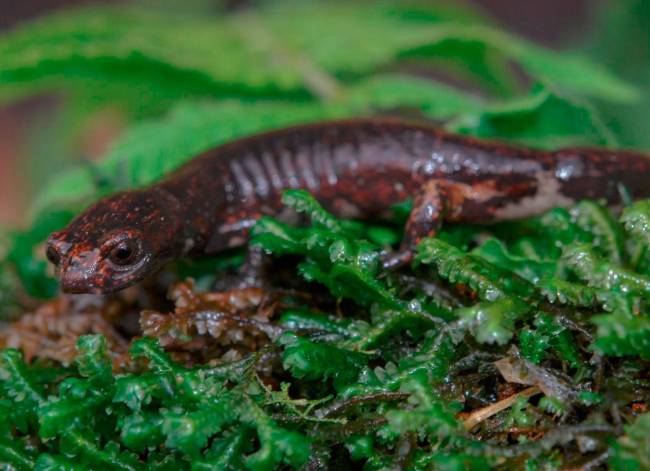 Las nueve especies que se han descubierto este año en el país