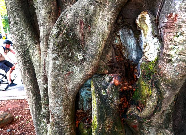 Talarán árbol patrimonial en El Poblado: un falso laurel de 80 años