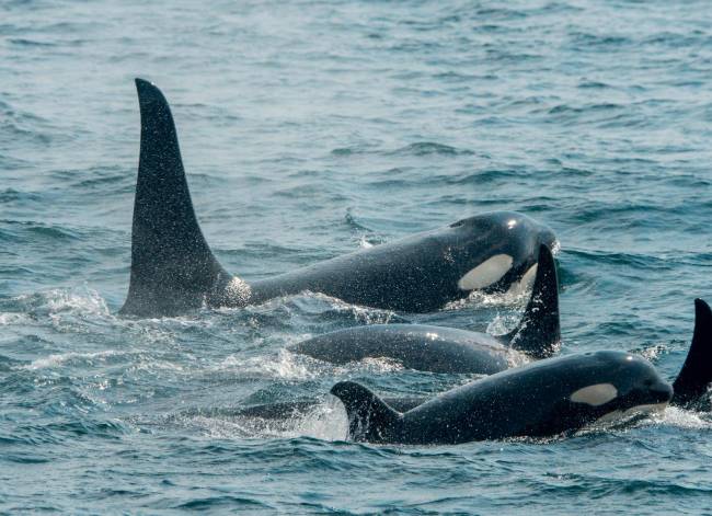 Las orcas ‘fabrican’ herramientas para acicalarse entre ellas