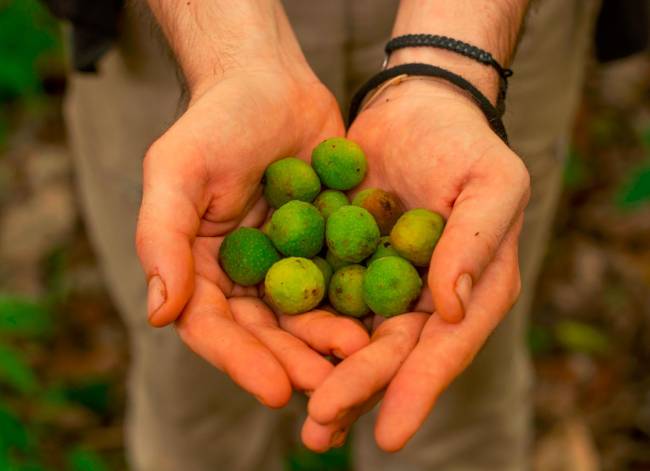 Semilla del guáimaro: una alternativa económica ante la deforestación