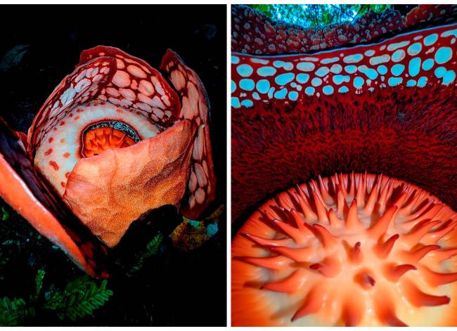 ¡Increíble! La flor más rara del mundo aparece en Indonesia y su ...