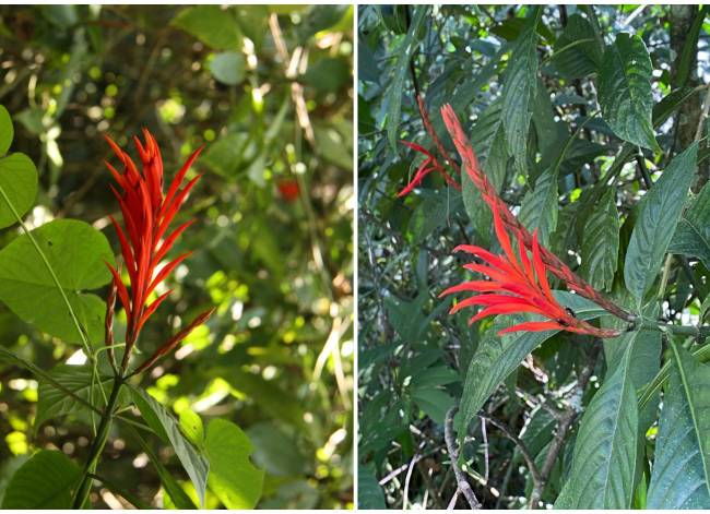 Descubren en Cerro Tusa una planta única en el mundo: la Aphelandra ...