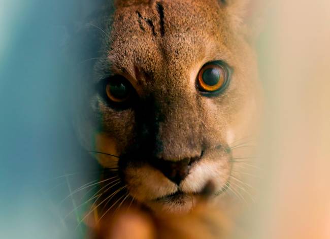 El rastreo de este puma concolor durará un año