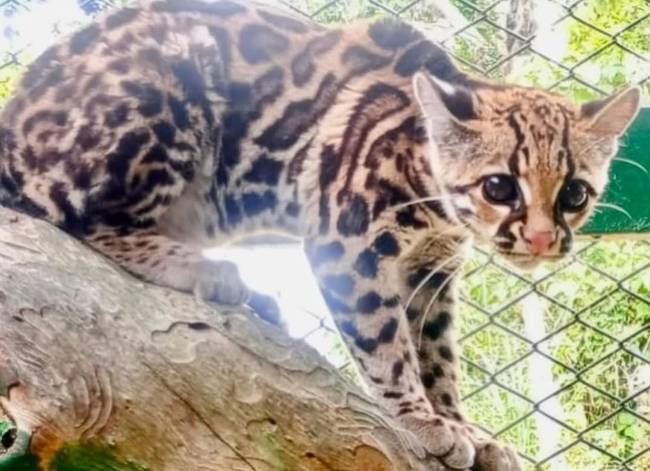 Dormía al lado de los niños como una mascota, así rescataron a un ...