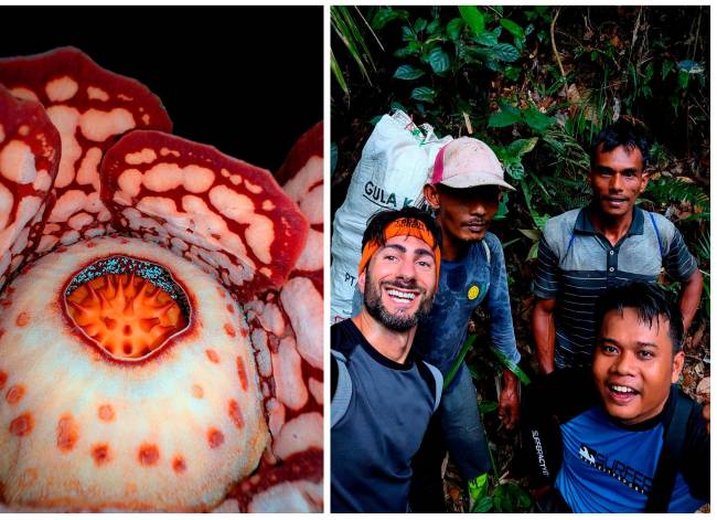 ¡Increíble! La flor más rara del mundo aparece en Indonesia y su ...