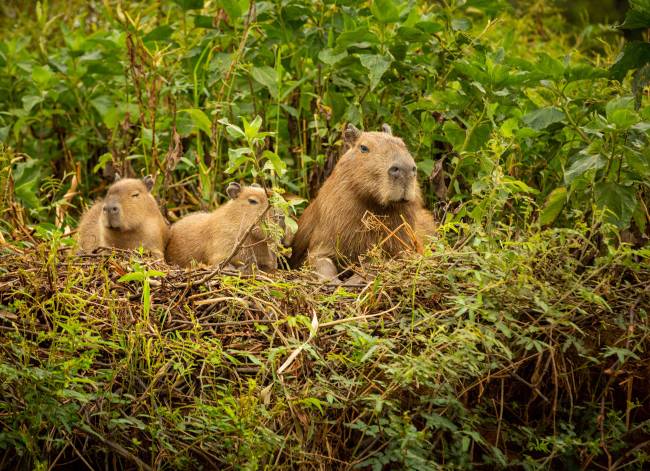 Polémica por caza comercial de chigüiro en Colombia: senadora lanza ...