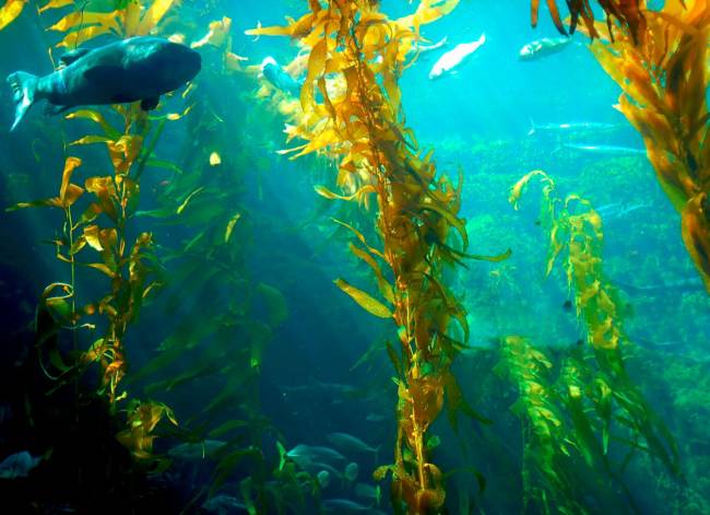 Algas marinas: ¿cómo hacen fotosíntesis bajo el mar y captura de carbono?