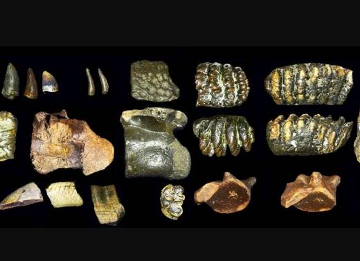 Así descubrieron fósiles únicos y raros del Homo erectus en Indonesia