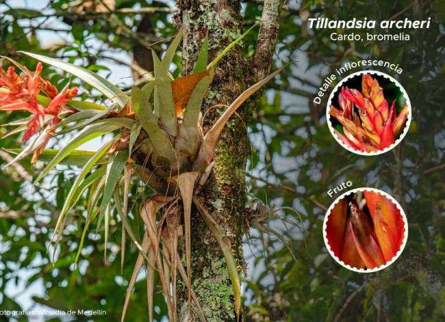 San Antonio de Prado revela 197 especies de plantas epífitas en nueva ...