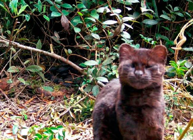 Dos tigrillos melánicos viven en los bosques de San Pedro de los Milagros