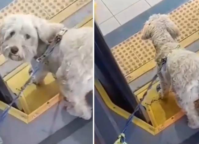 Lindo gesto: perro abandonado en bus de TransMilenio fue adoptado por ...