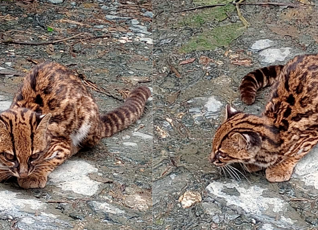 ¡Lindo! Ejemplar de tigrillo se dejó fotografiar en un corregimiento de ...