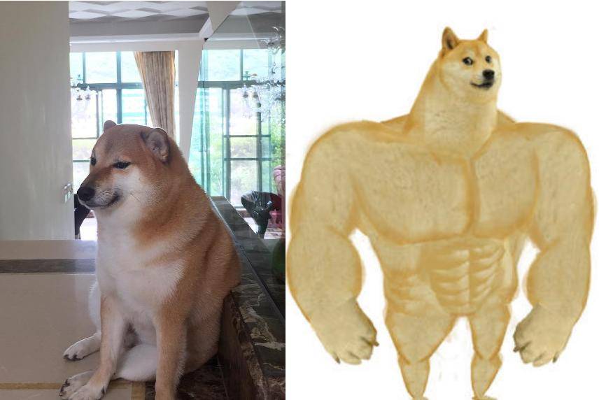 Murió Balltze, el perro más viral del mundo y que invadió las redes con ...