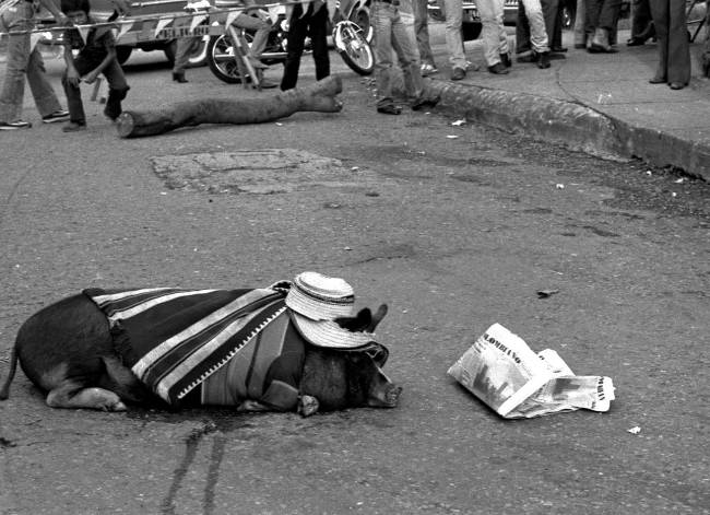 La revaluada tradición en torno al marrano en Medellín