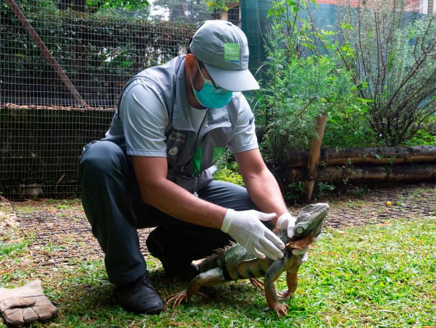En imágenes | Así opera la línea de atención de rescate de anímales ...