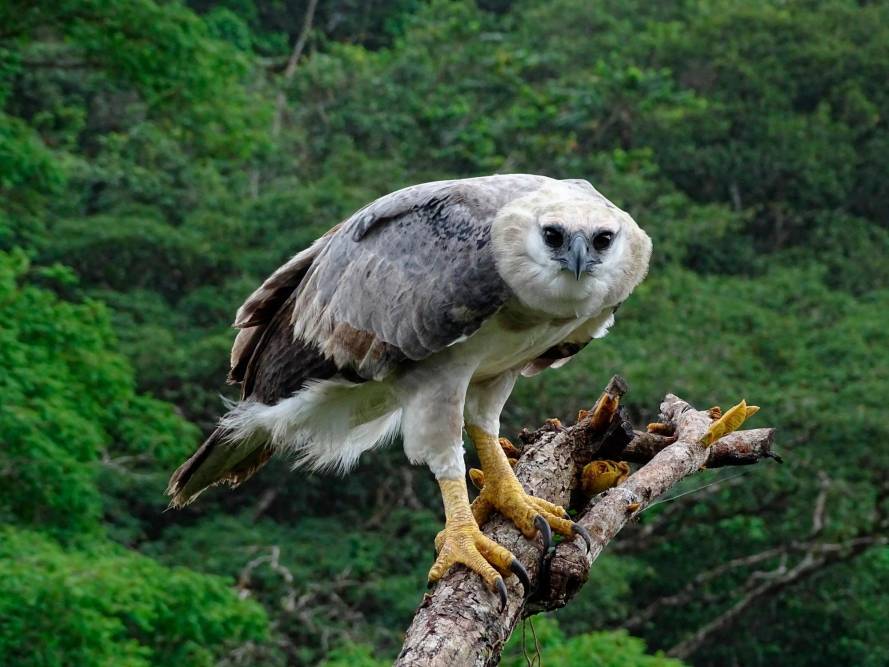 Águila arpía, el ave gigante de Colombia