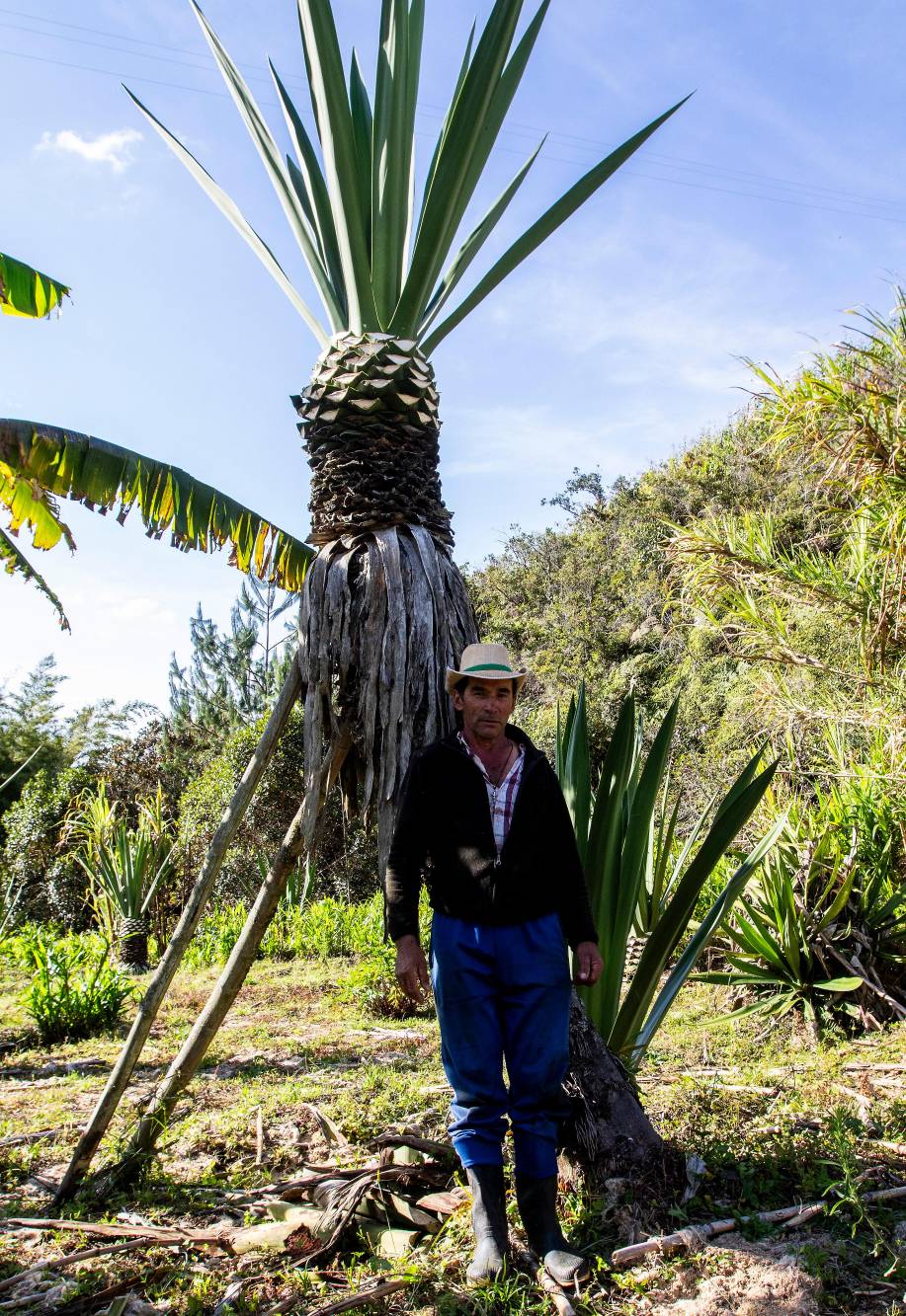 La revancha del fique: así produce una antigua finca en Antioquia la ...