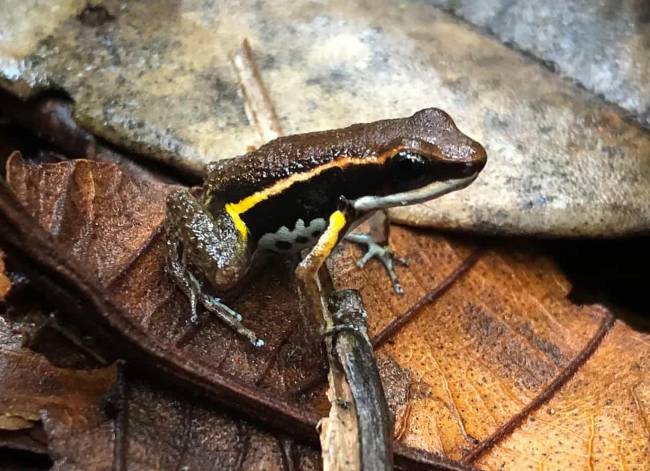 Descubren una nueva especie de rana venenosa en el Pacífico colombiano ...