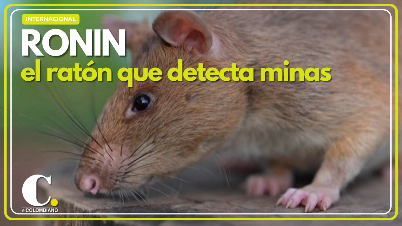 Ronin, el ratón héroe que desactiva minas y salva vidas en Camboya