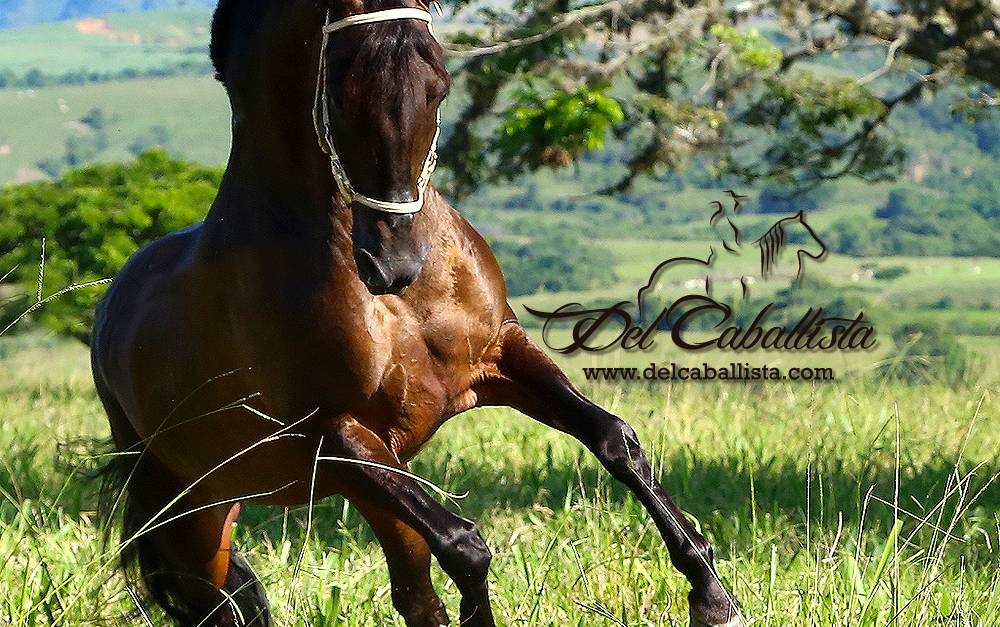 El caballo criollo colombiano de exposición