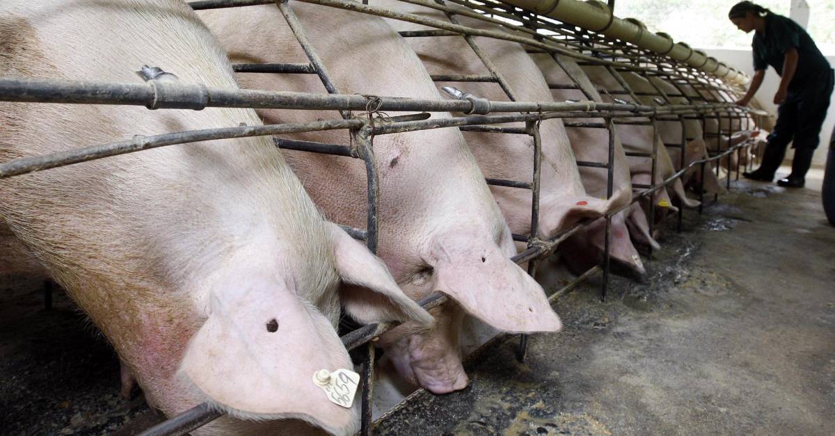 Los 10 destinos que quiere conquistar la porcicultura