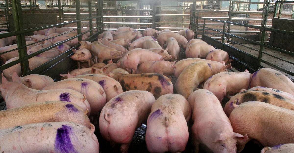 Porcicultura urge mejores condiciones de crédito