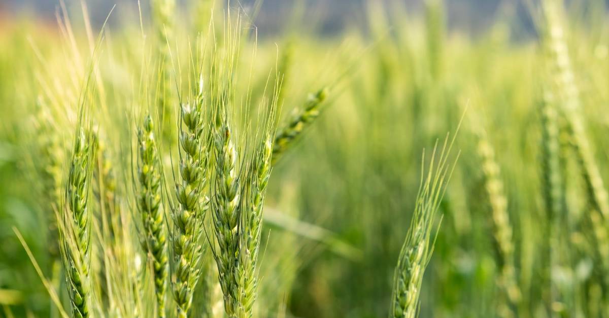 Obtienen genoma de la cebada: ¿cambiarán la cerveza y el whisky?