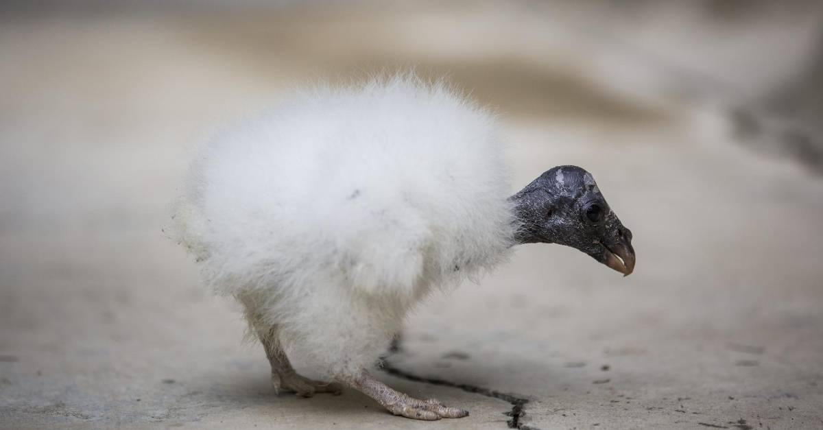 Ícaro, el rey gallinazo que nació en el zoológico Santa Fe
