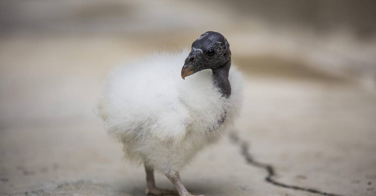 Un rey gallinazo nació en el zoológico Santa Fe