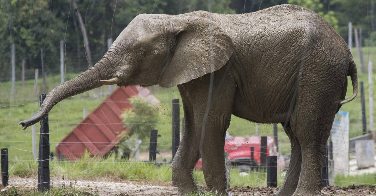 En Barranquilla hacen “vaca” para arreglar el colmillo de un elefante