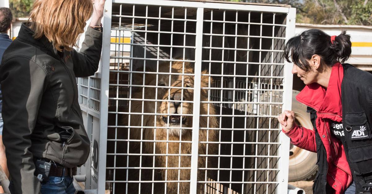 La colombiana que salva felinos en el país arrasado por un volcán