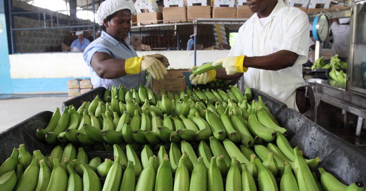 Banacol quedará saneada financieramente en el 2028