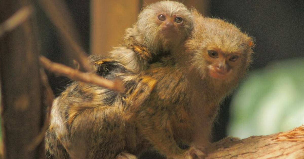 Roban cuatro monos del Zoológico Santa Fe de Medellín