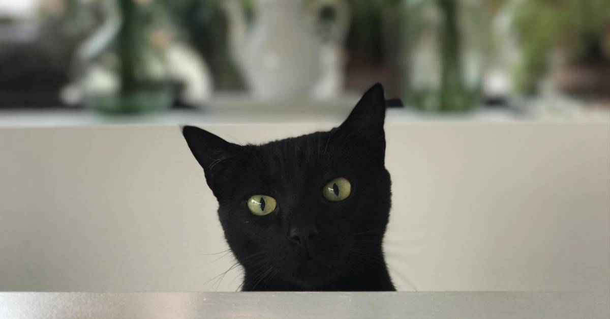 Google ya reconoce hasta el perro y el gato: conozca cómo funciona