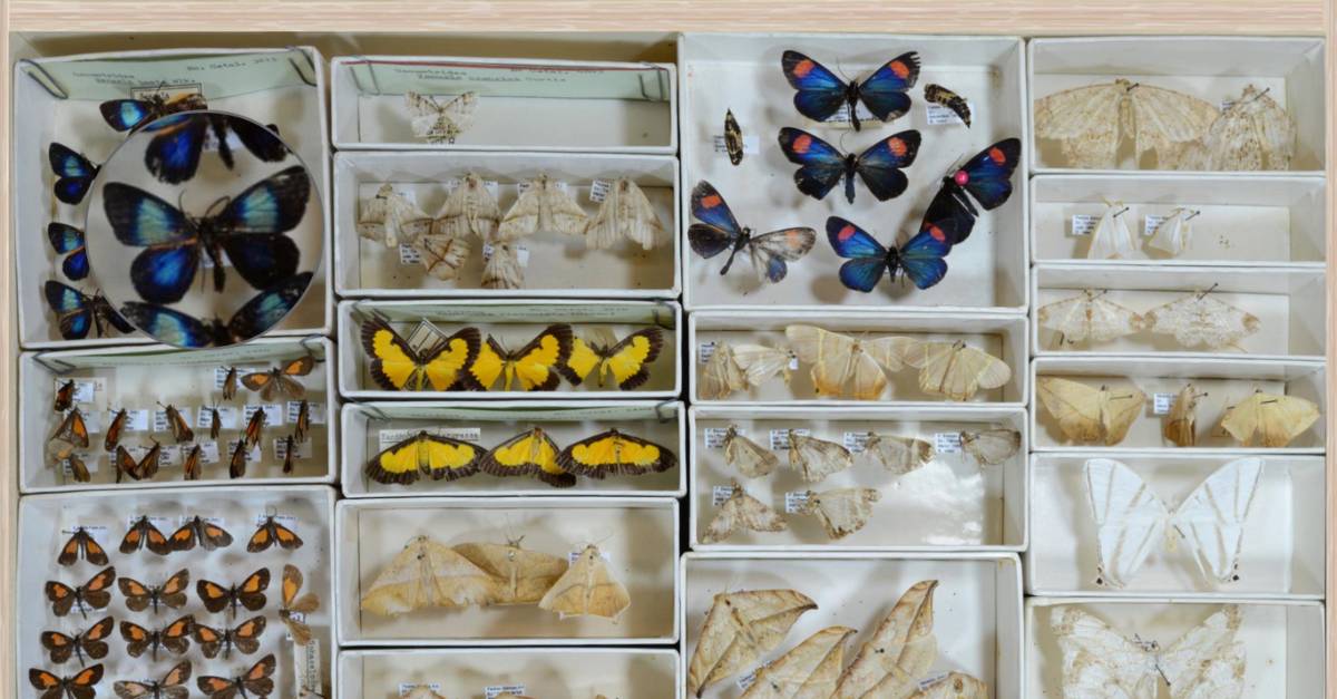 Museo de insectos está al alcance de un clic