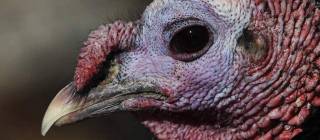 Esta es la historia del pavo y su llegada a la gastronomía