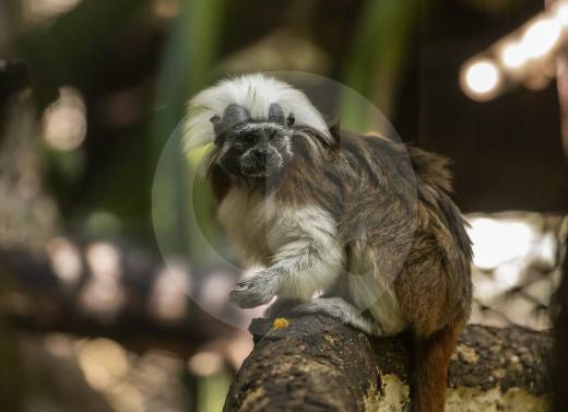 Los micos vistos por ciudadanos y científicos