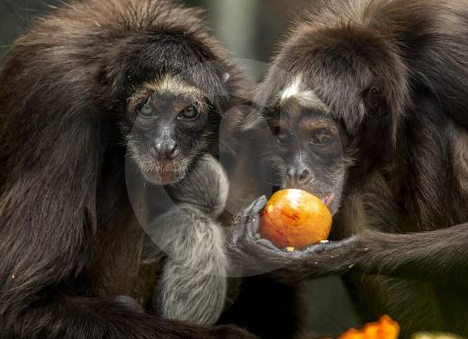 Los micos vistos por ciudadanos y científicos