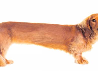 ¿Qué dice la forma y el color del popó sobre su salud?