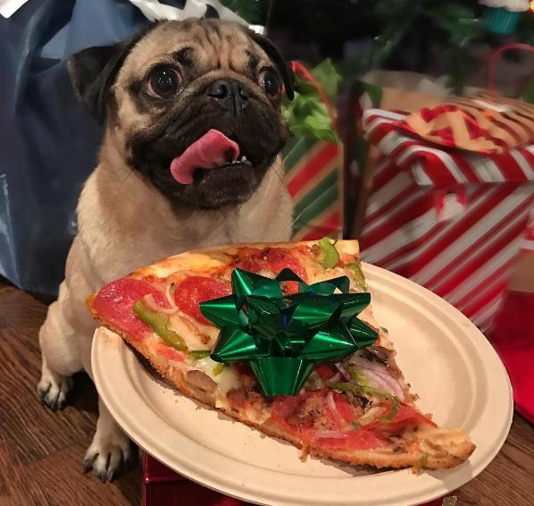 El popular perro que conquista las redes sociales