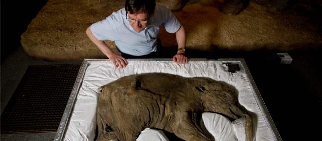 Una cría de mamut de un mes se expone por primera vez en Europa