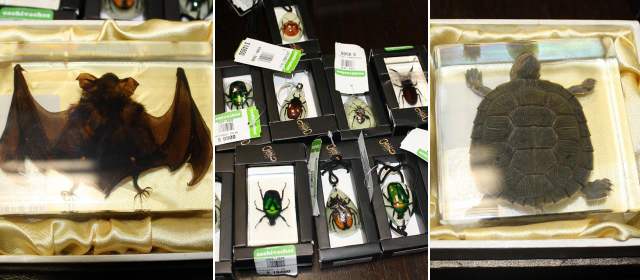 Entregan animales disecados que vendía empresa en Bogotá