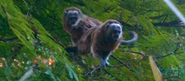 Titíes conocidos en Robledo y U. de A. aparecieron en El Poblado