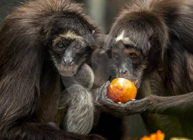 Los micos vistos por ciudadanos y científicos